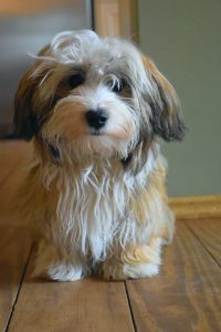Havanese Breed: Here's everything you should know